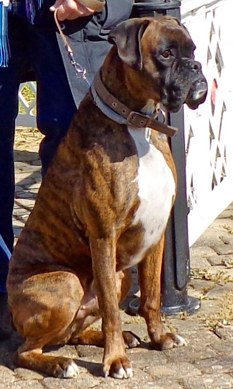 67 Boxer Dog Average Size Pic Bleumoonproductions